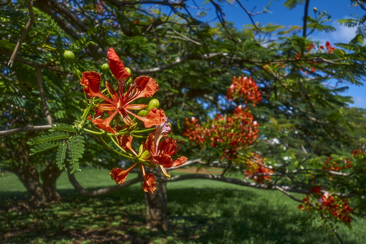 Photo of the Day: ‘Blossoming Flamboyance’ | News, Sports, Jobs - Maui News
